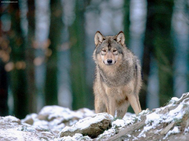 Cette réserve de loups vous permet de regarder les aurores boréales ...