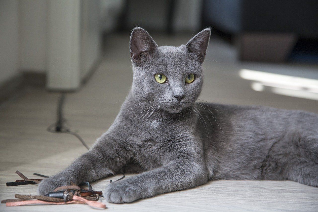 Chat gris : que symbolise-t-il dans nos vies?