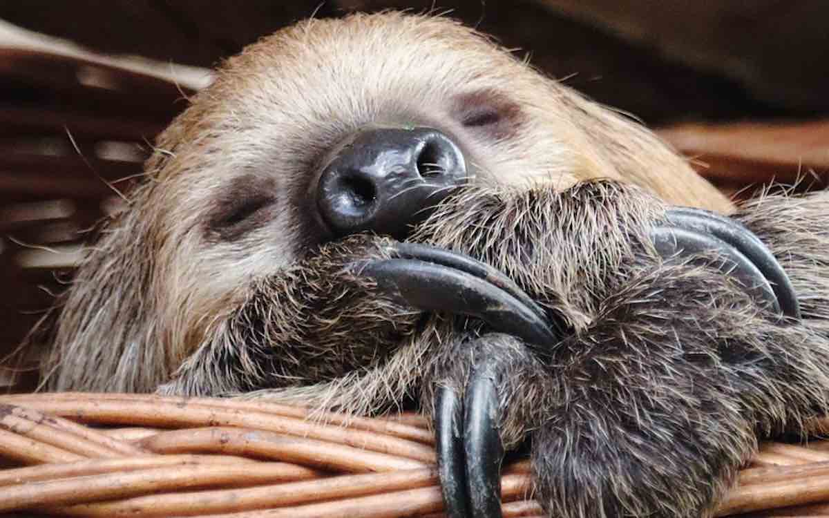 L'animal sauvage qui capture l'énergie et la personnalité de chaque ...