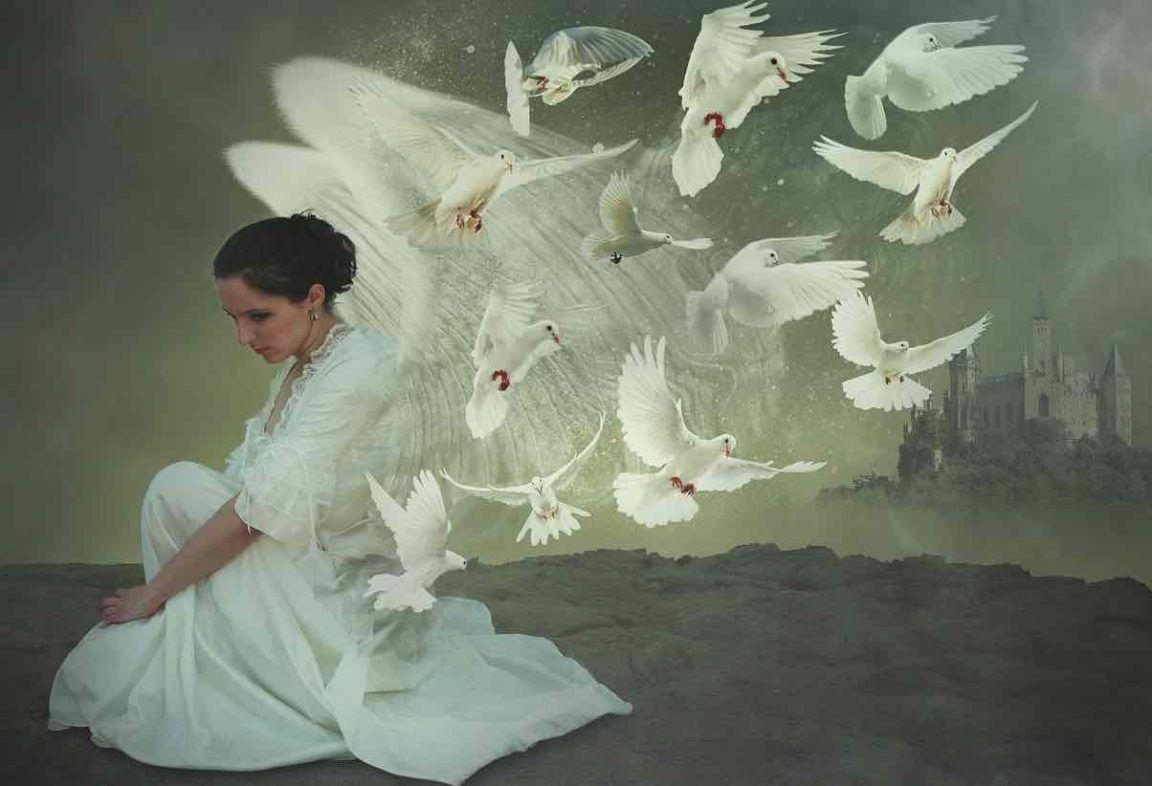 Pigeons blancs et colombes : Quelle est leur signification spirituelle ...