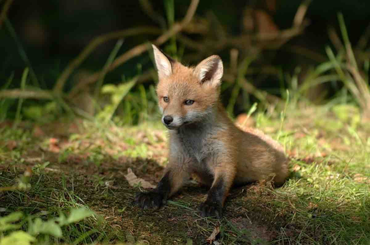 Voir souvent des renards : Découvrez ce que cela peut signifier
