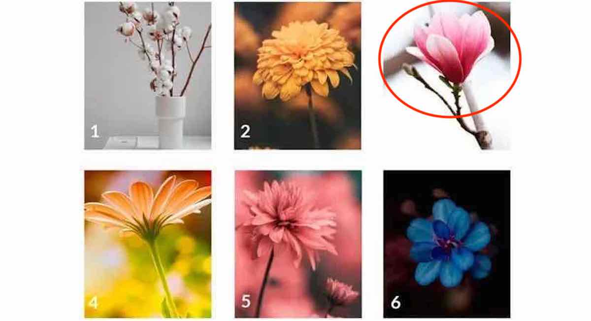 Choisissez une fleur et découvrez ce que votre voix intérieure veut ...