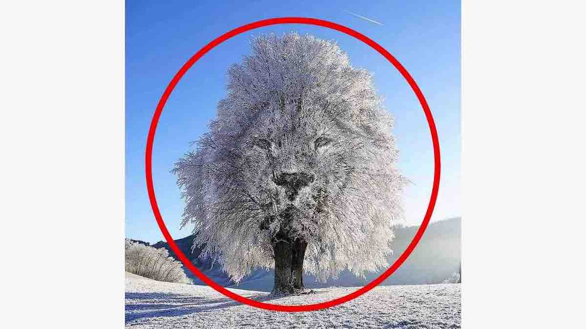 Cette illusion d'optique virale révèle si vous avez tendance à être ...