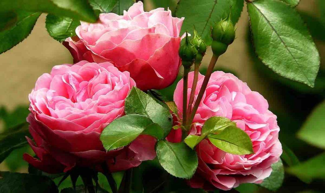 Significations des Roses : La signification symbolique de chaque ...