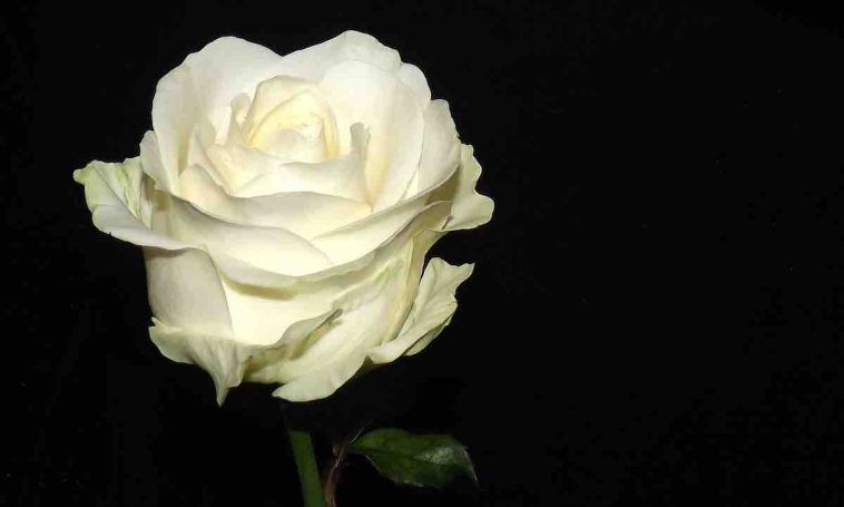 Significations des Roses : La signification symbolique de chaque ...