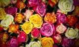 Significations des Roses : La signification symbolique de chaque ...