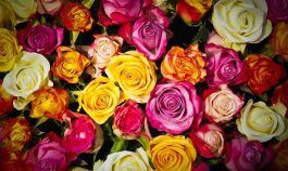 Significations des Roses : La signification symbolique de chaque ...