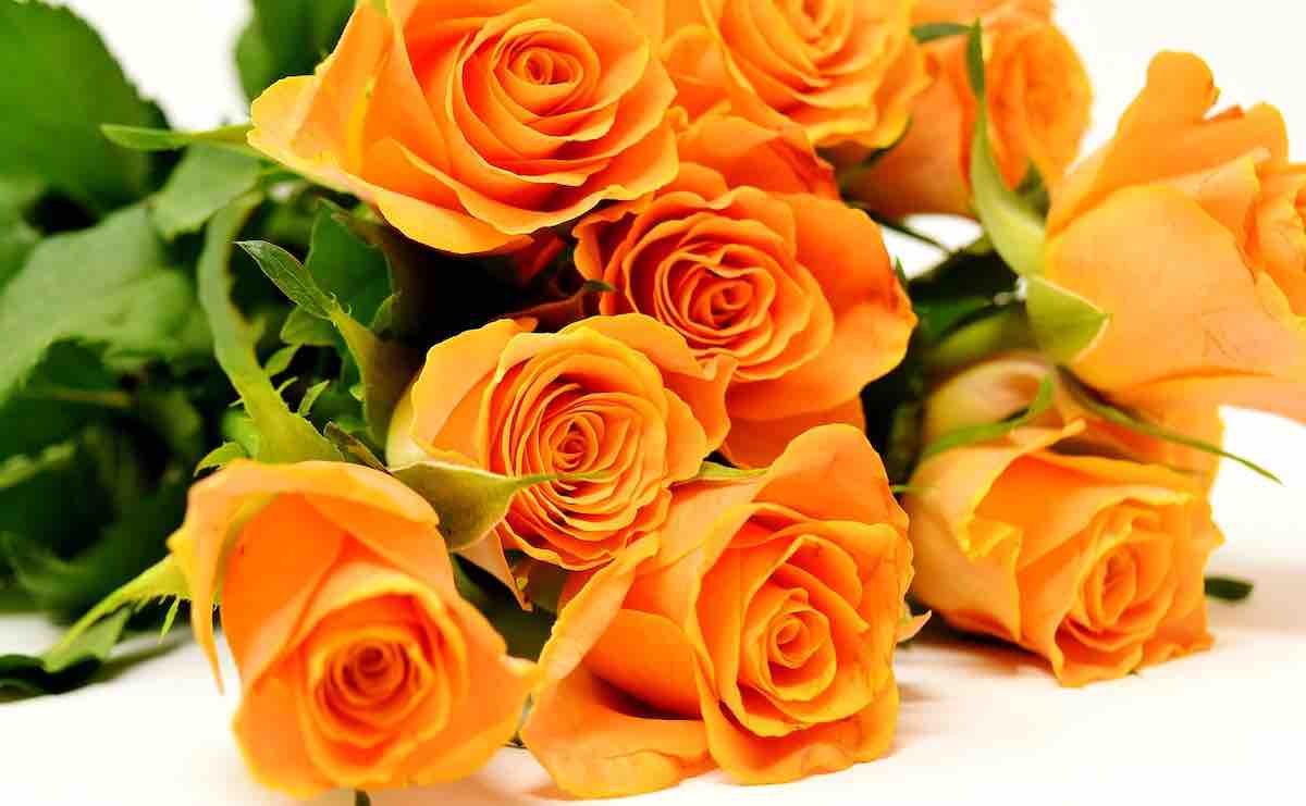 Significations des Roses : La signification symbolique de chaque ...