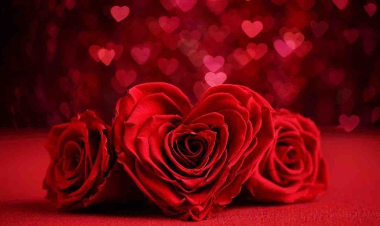 Significations des Roses : La signification symbolique de chaque ...