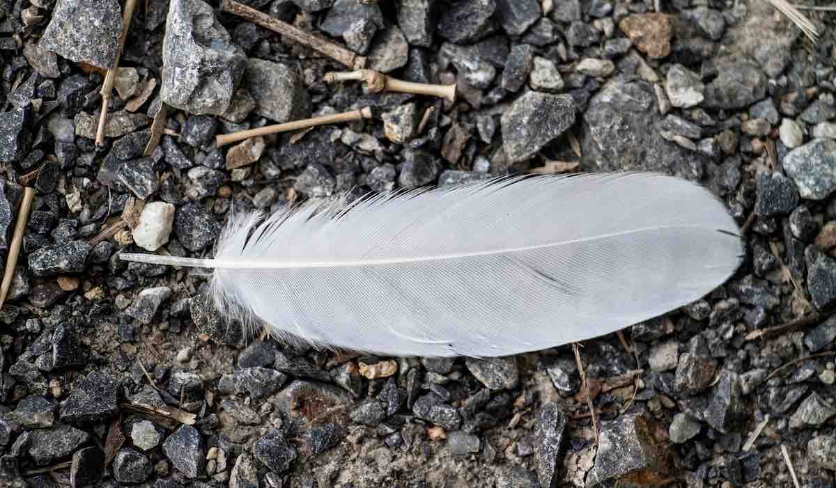 La Signification Spirituelle de Trouver une Plume Blanche